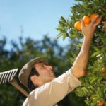 U-Pick Orange Farms Located By State | Find An Orange Farm