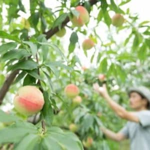U-Pick Peach Farms Located By State | Find A Peach Farm Here