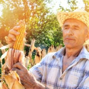 U-Pick Corn Farms Located By State | Find Where To Pick Corn