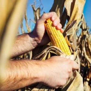 U-Pick Corn Farms Located By State | Find Where To Pick Corn