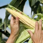 U-Pick Corn Farms Located By State | Find Where To Pick Corn