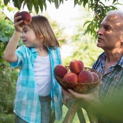 U-Pick Peach Farms Located By State | Find A Peach Farm Here