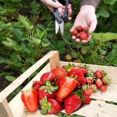 U-Pick Strawberry Farms Located By State | PYO Strawberries