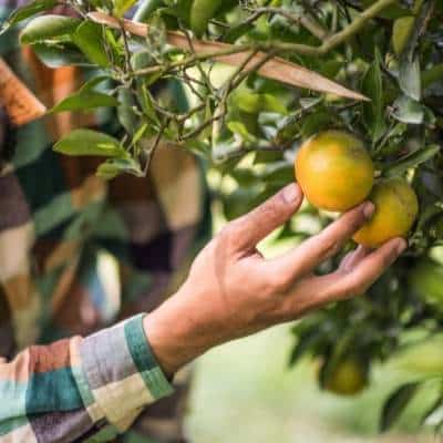 U-Pick Orange Farms Located By State | Find An Orange Farm