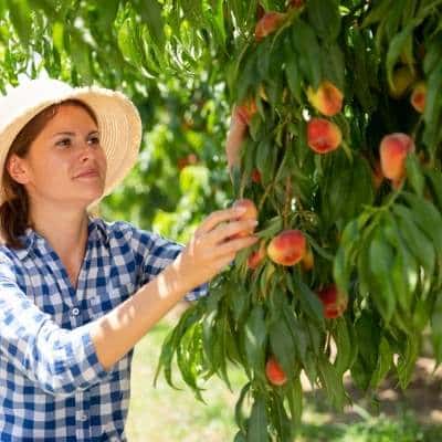 U-Pick Peach Farms Located By State | Find A Peach Farm Here