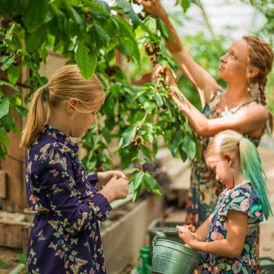 Find U-Pick Cherry Farms In The USA | Pick Your Own Cherries