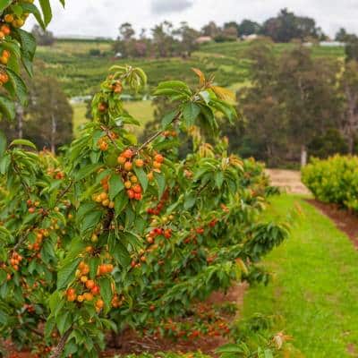 Find U-Pick Cherry Farms In The USA | Pick Your Own Cherries