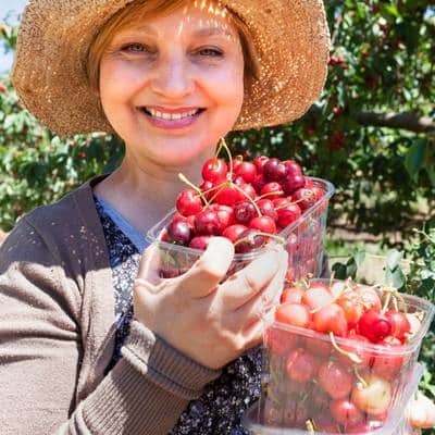Find U-Pick Cherry Farms In The USA | Pick Your Own Cherries