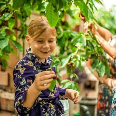 Find U-Pick Cherry Farms In The USA | Pick Your Own Cherries