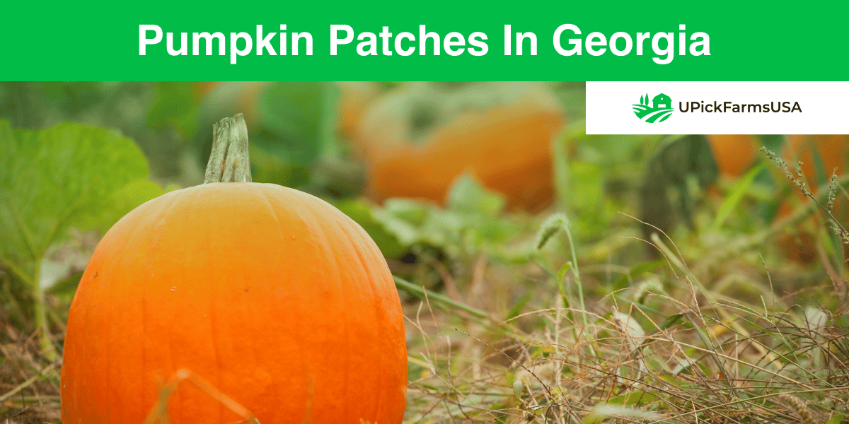 17 Best Pumpkin Patches in Georgia To Pick Your Own Pumpkins