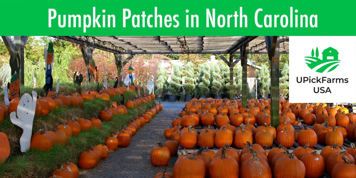 17 Of The Best Pumpkin Patches In North Carolina To Visit