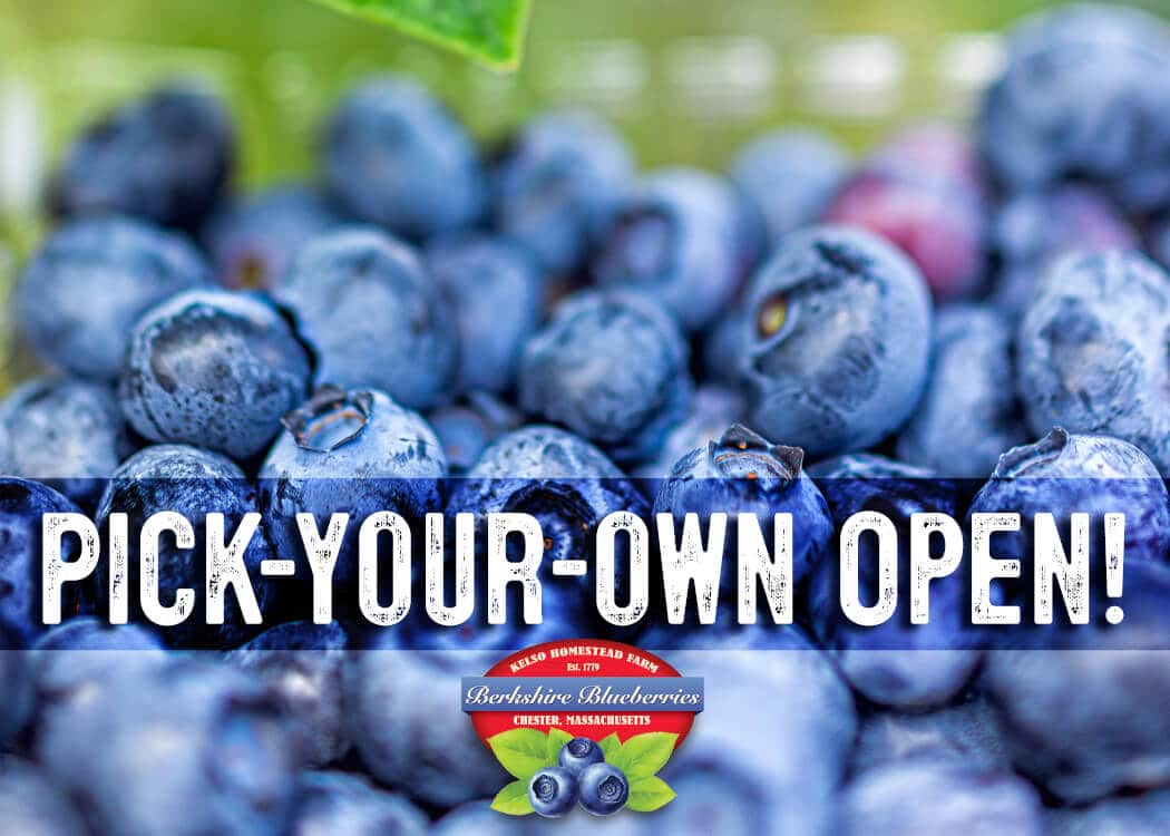 Kelso Homestead Blueberries In Chester MA | U-Pick Blueberry
