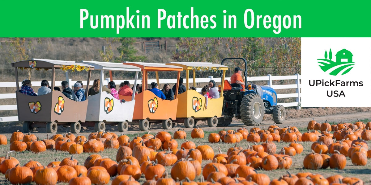 13 Of The Best Pumpkin Patches in Oregon You Should Visit