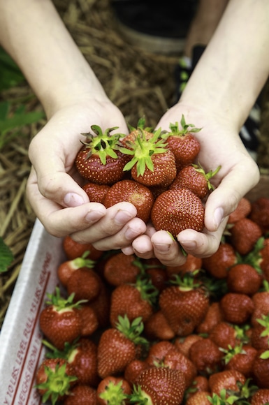Find U-Pick Farms In Louisiana | PYO Season Dates For LA